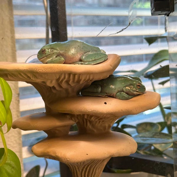 Multi-level Mushroom Ledge Hanging for Crested Geckos, Tree Frogs ...
