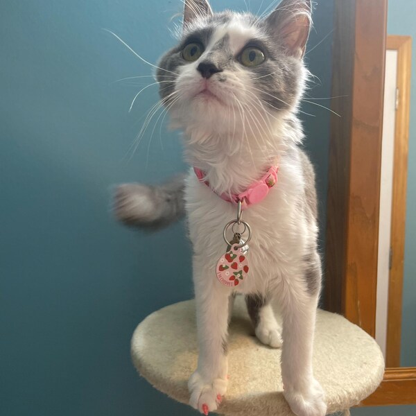 Cherry Pet ID Tag | Cherry Tag for Dogs | Summer Berries Cat ID Tags ...