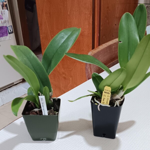 Rlc. Sung Ya Green 'mailman' (2.5” Pot) - Etsy