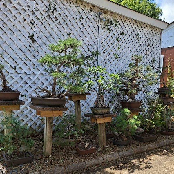 Weeping Corkscrew Willow Sapling in Nursery Pot. Live Rooted Salix ...
