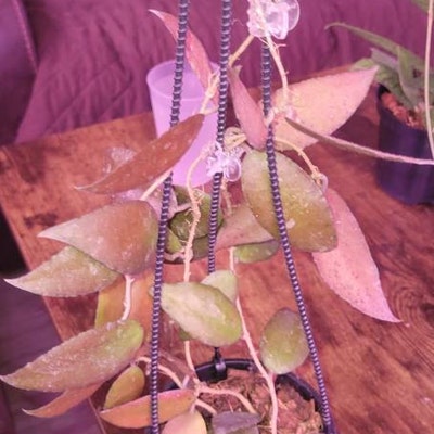 Hoya Campanulata Trailing Wax Plant on Trellis - Etsy