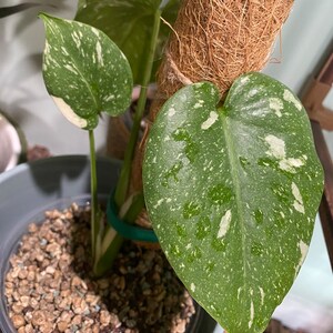 85 100cm Monstera Deliciosa Taurii XL Swiss Cheese Plant 27cm Pot House ...