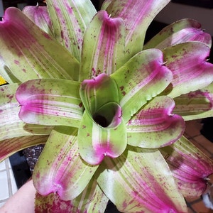 Bromeliad Neoregelia 'supernova' - Etsy