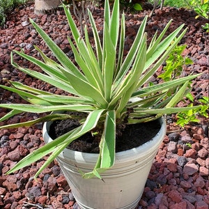 Tradescantia Spathacea, Dwarf, Rhoeo Spathacea, Moses-in-the-cradle ...