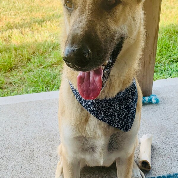 Happy Bark-day! Elastic Dog Bandana and Scrunchie - Etsy