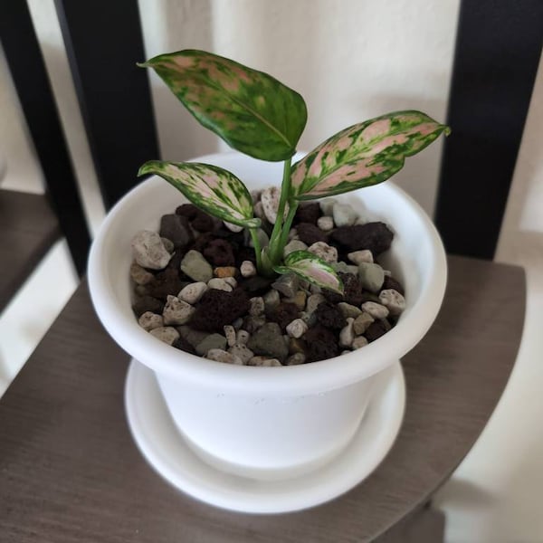 Efeutute 'Manjula', happy Leaf, Epipremnum pinnatum, panaschierte ...