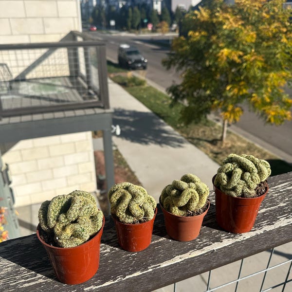 Opuntia Prickly Pear Snow Fuzzy Cactus - Etsy