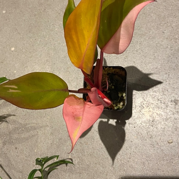 Philodendron Persimmon Princess - Etsy