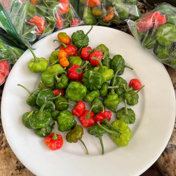 Aji Cachucha / Aji Dulce (sweet Pepper)(fresh Whole Pepper) 4 Ounce Bag ...