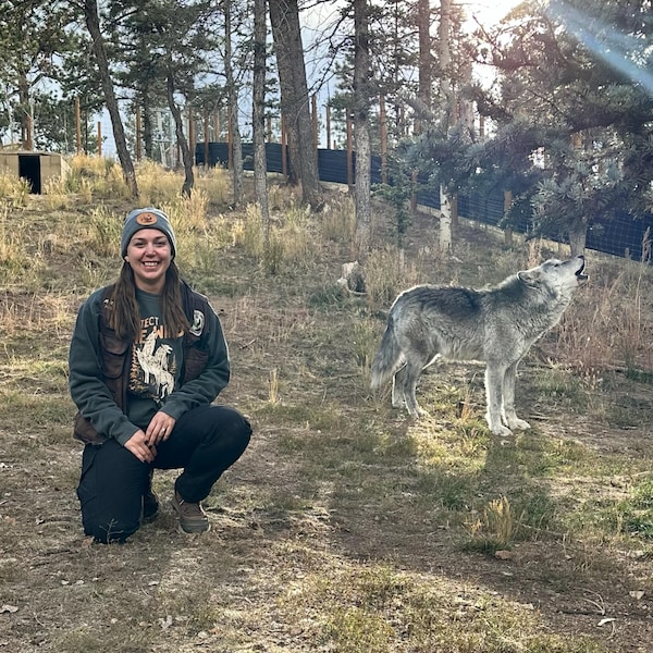 Woodland Alphabet Poster Woodland Nursery Decor Educational Posters ...