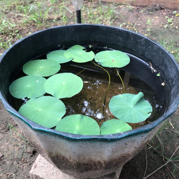 50pcs Pink Pooh Sunflower Seeds | Unique Pink Blooms | Non-gmo ...