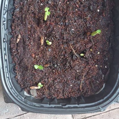 Vitex Agnus-castus Tree Chaste Tree , 50 Seeds - Etsy