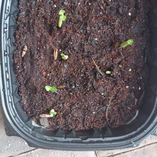 Vitex Agnus-castus Tree ( Chaste Tree ), 50 Seeds - Etsy