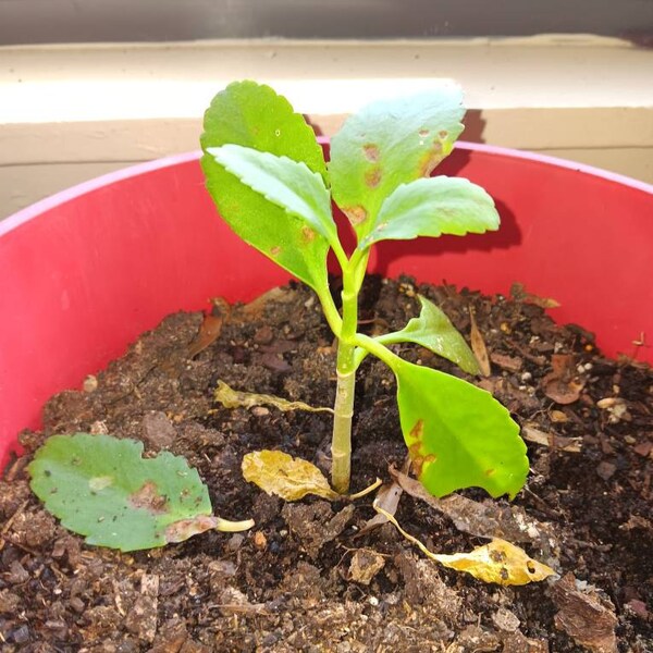Leaf of Life LEAVES Organic Jamaica Miracle Leaf | Bryophyllum Pinnatum ...