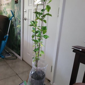 Viburnum Plicatum 'popcorn' Live Plant Perennial Shrub White Snowball ...