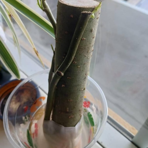 20 Trident Maple Bonsai Tree Seeds – Grow Acer Buergerianum – Japanese ...