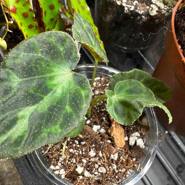 Chester Fern Starter Plant ALL STARTER PLANTS Require You to Purchase 2 ...