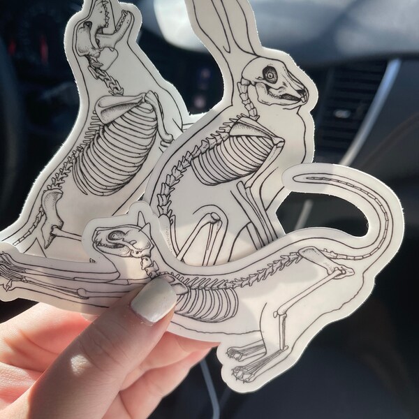 Animal Anatomy Stickers. Science Sticker Set. Dog, Cat & Rabbit. Skull ...