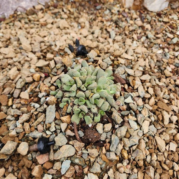 Cold Hardy Ice Plant, Yellow Flowering - Etsy