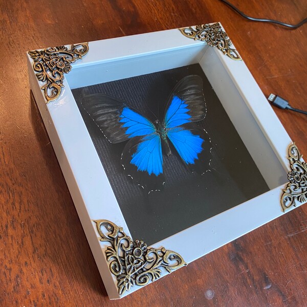 Blue Emperor Swallowtail Butterfly Papilio Ulysses Ulysses Spread or ...