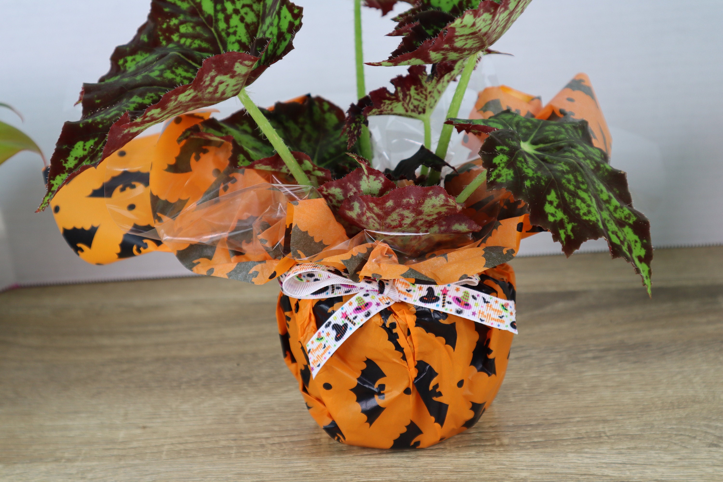 LIVE Polka Dot Plant Splash Plant Hypoestes Mixed Confetti | Etsy