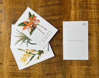 1960 Vintage RED SLENDER LORIS Animal Print. Antique Zoology and ...