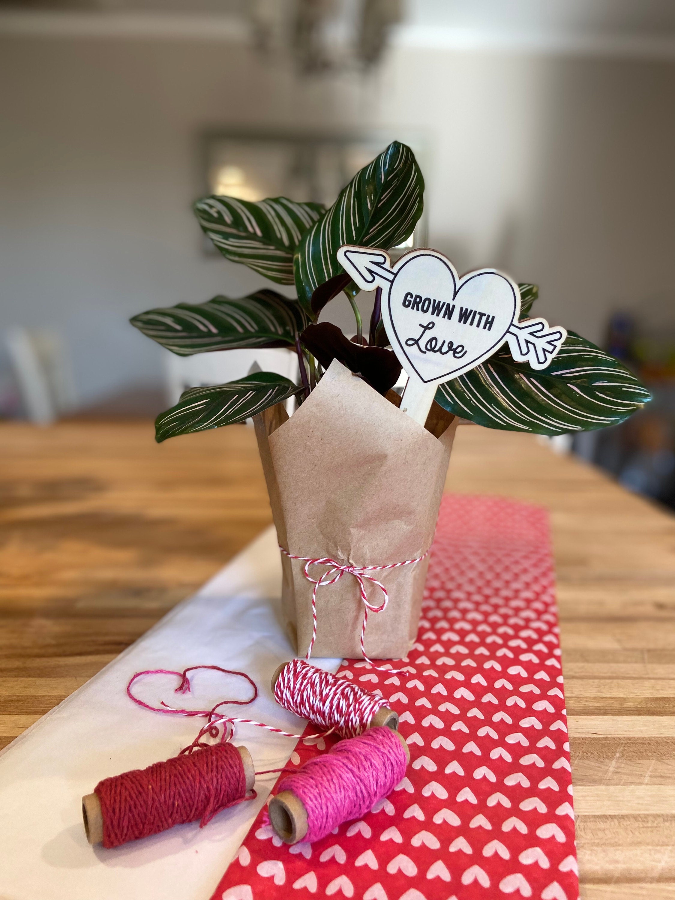 Rare Fern Leaf Cactus shark Tooth Epiphyllum Chrysocardium Selenicereus ...