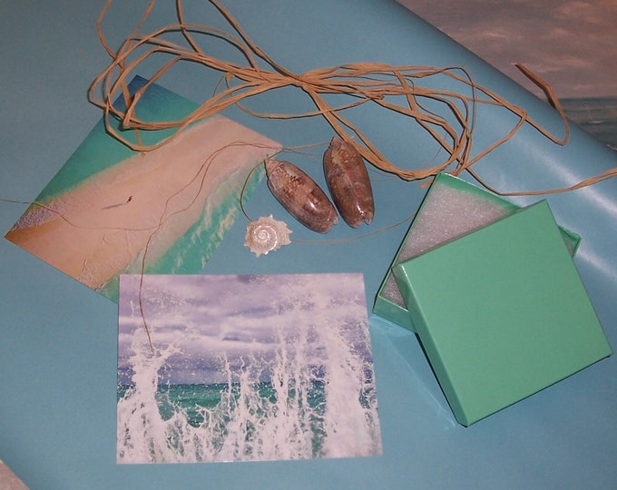 Large Specimen Grade 63.1mm CONUS Regius Royal, Crown Cone SEASHELL JB ...