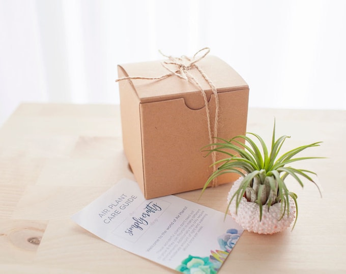 Mini Beach Zen Garden DIY Kit | Sea Turtle Zen Garden | Meditation ...