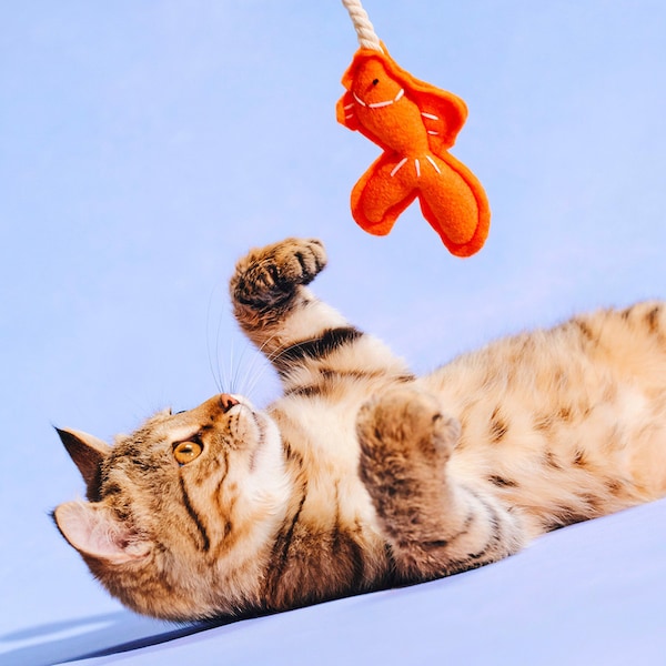 Fat Cat Eats Cheetos and Experiences Existential Dread | Meme Art Re ...