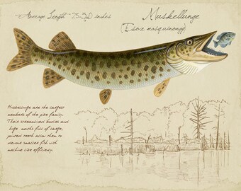 Musky drawing | Etsy