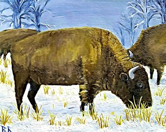 Bison Herd Prairie Photo Woodland Wildlife Photography Fine