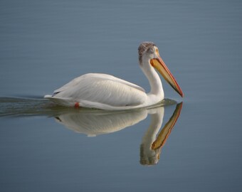 Australian Pelican Micro Mini Crocheted Bird Made To