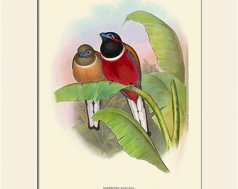 Trogon | Etsy