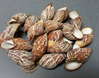 Land snail shell | Etsy