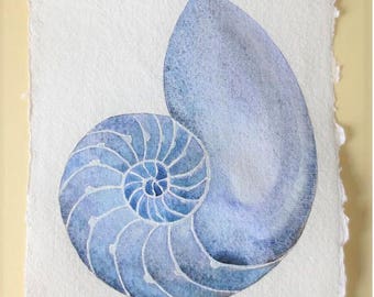 Shell cross section | Etsy