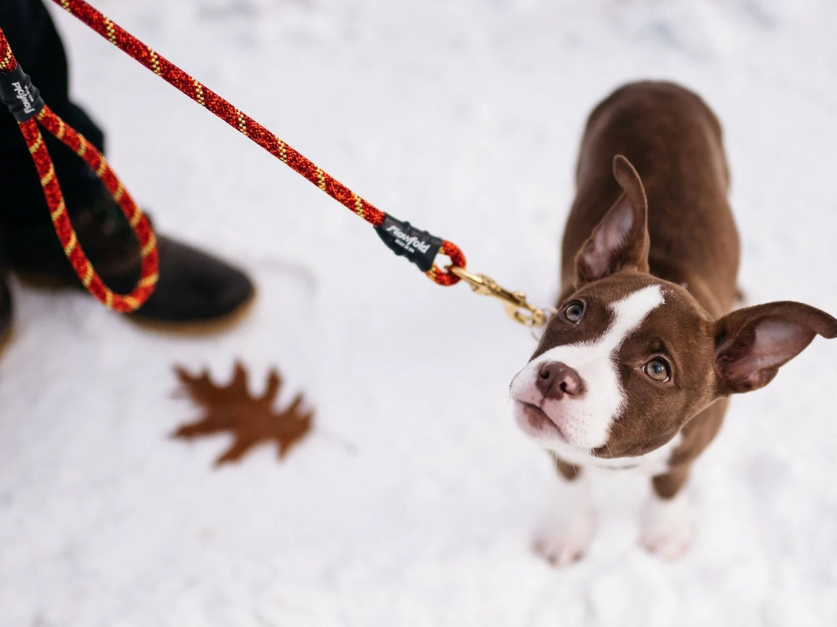 The 15 Best Dog Leashes for Your Favorite Pup | Etsy