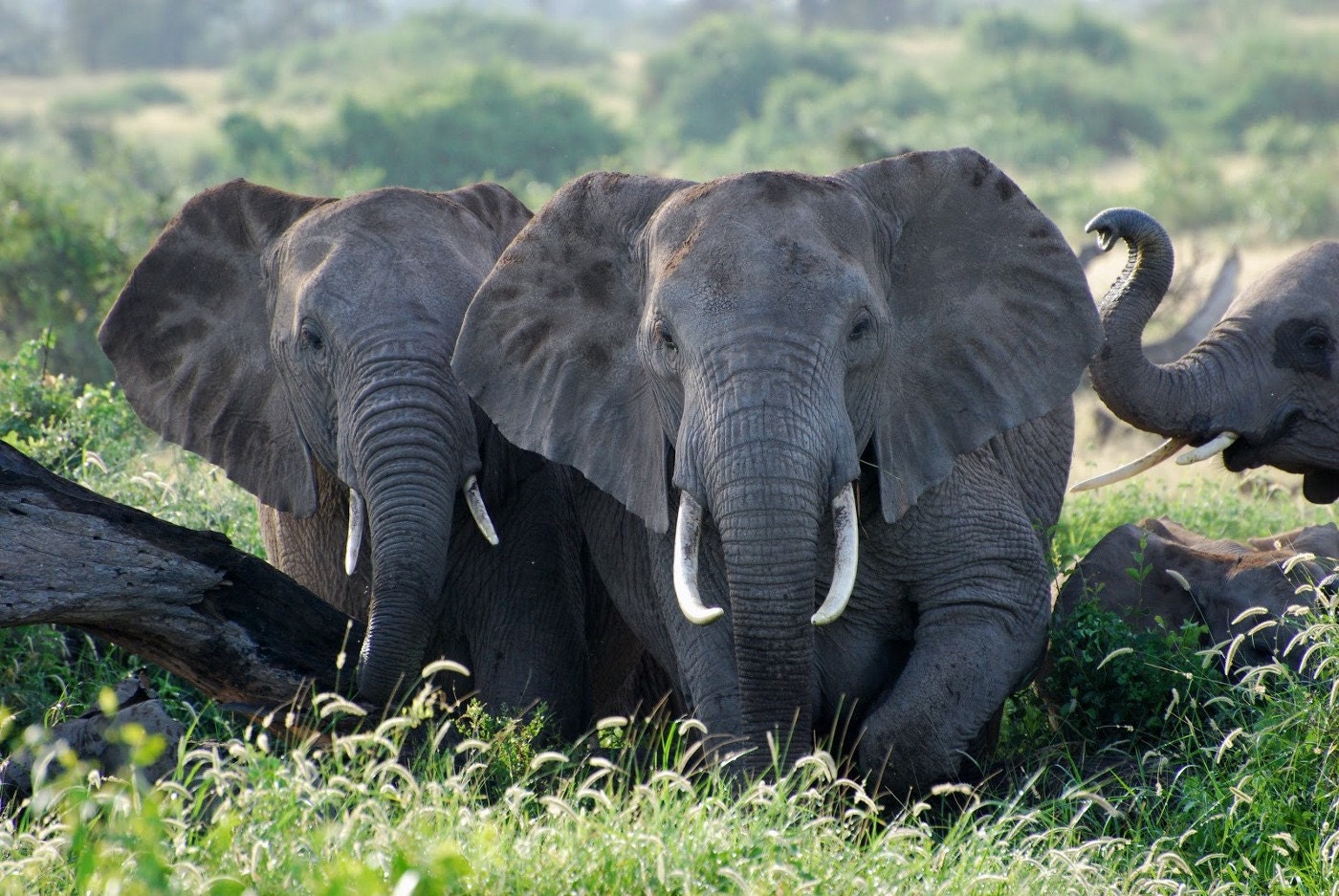 Conserving Elephants on World Elephant Day (and Every Day)
