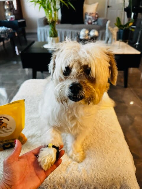 Gallery - Patty's Pet Foods