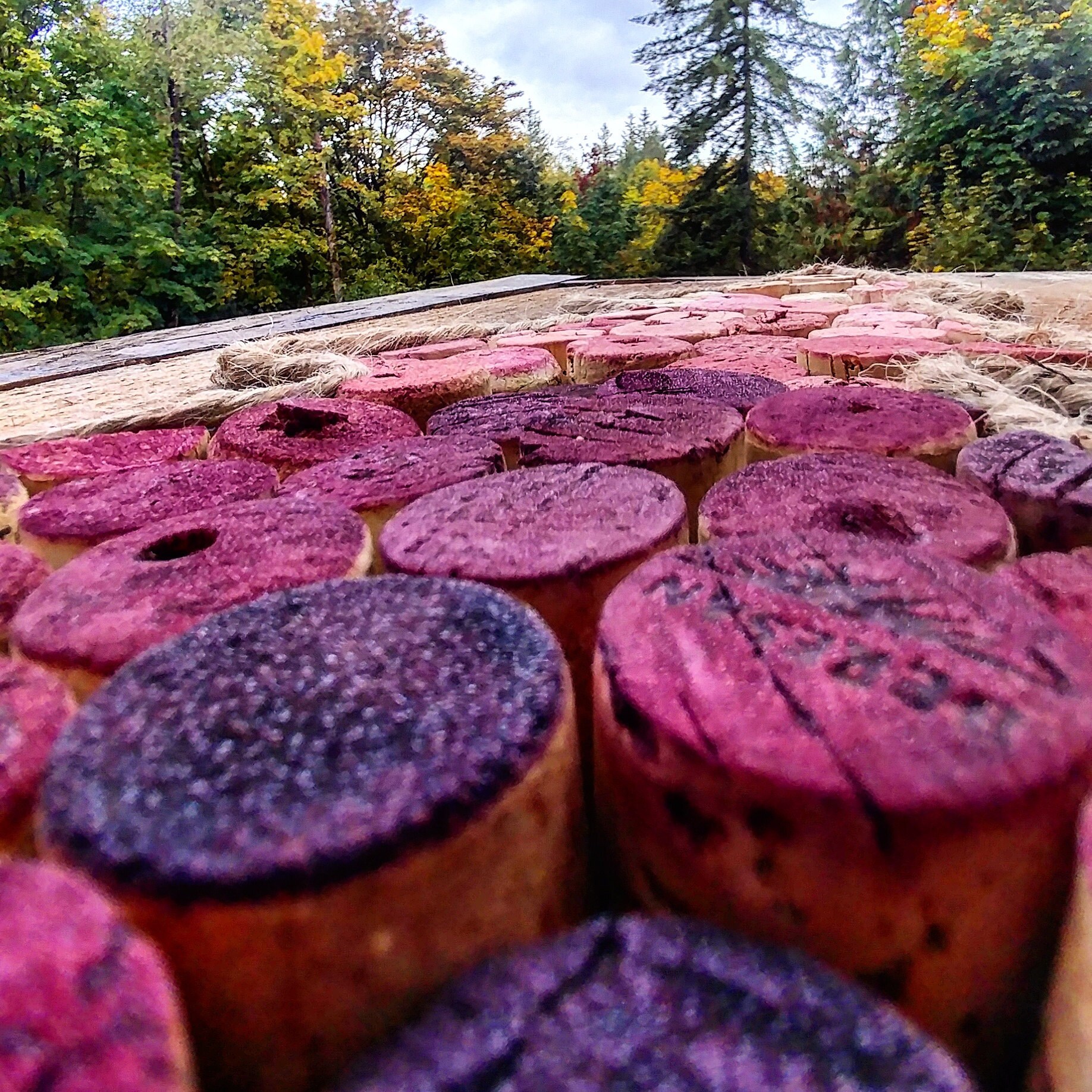 Gallery - UnTreated ART