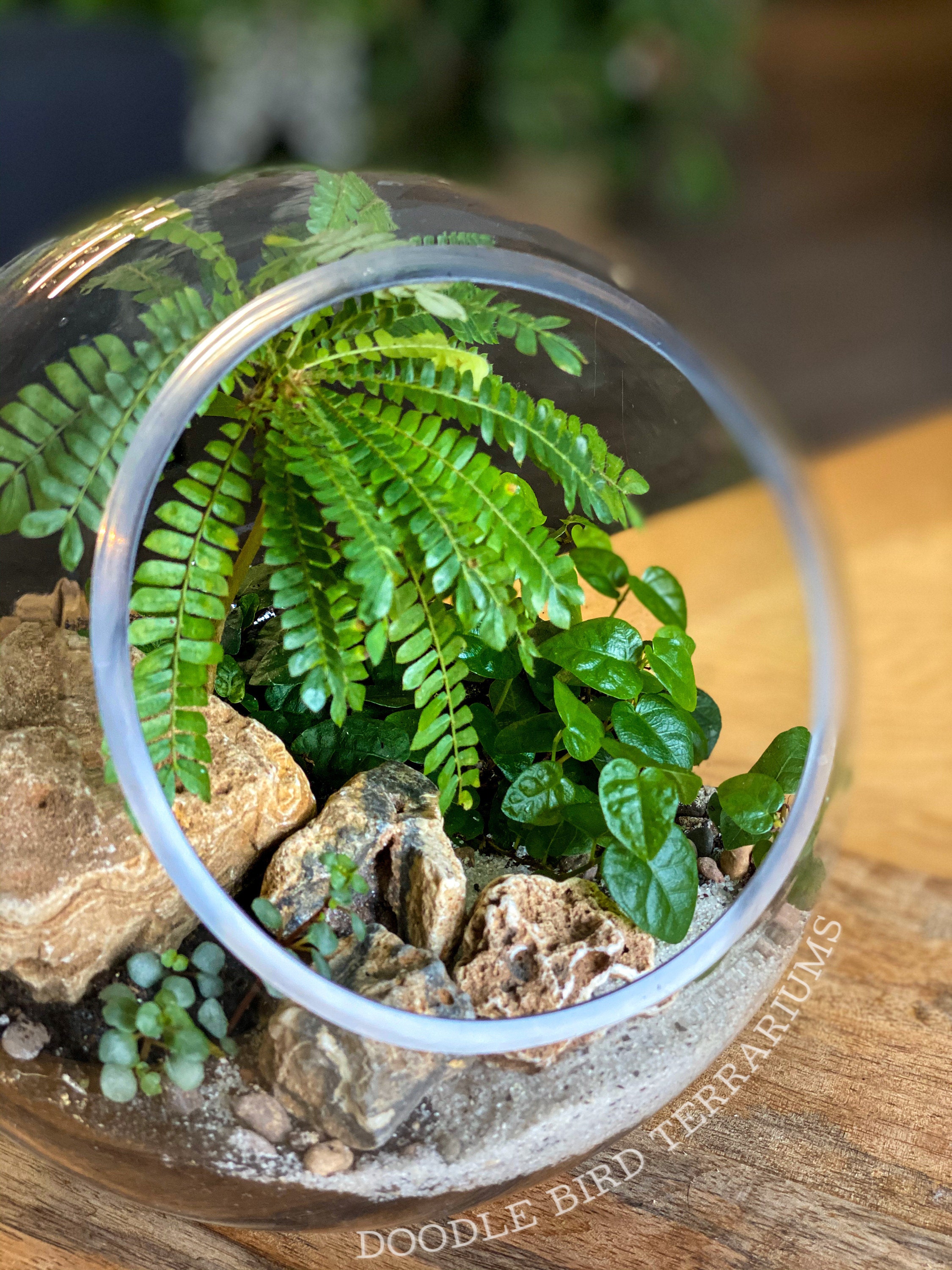 Gallery - Doodle Bird Terrariums
