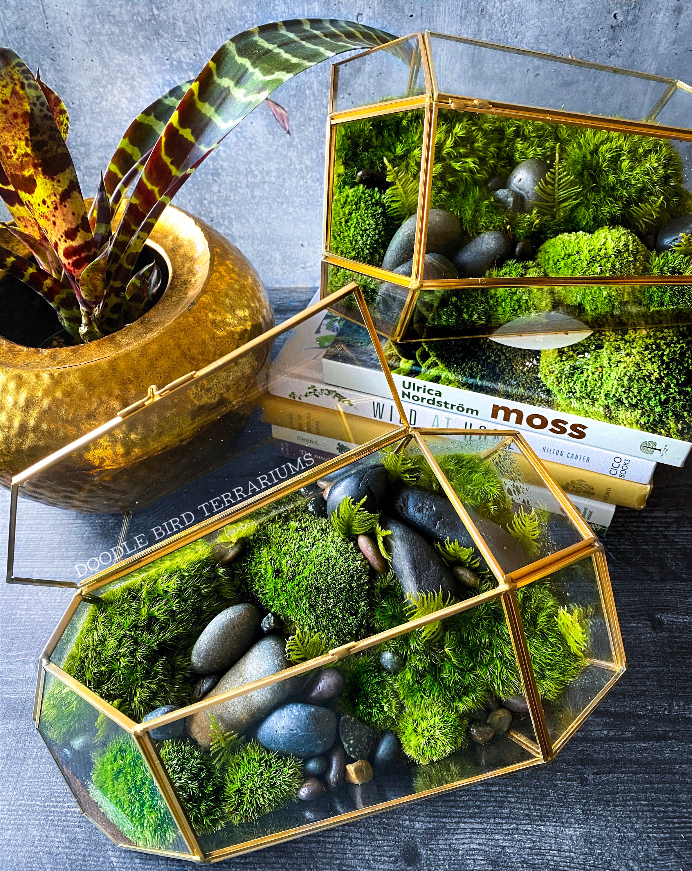 Gallery - Doodle Bird Terrariums