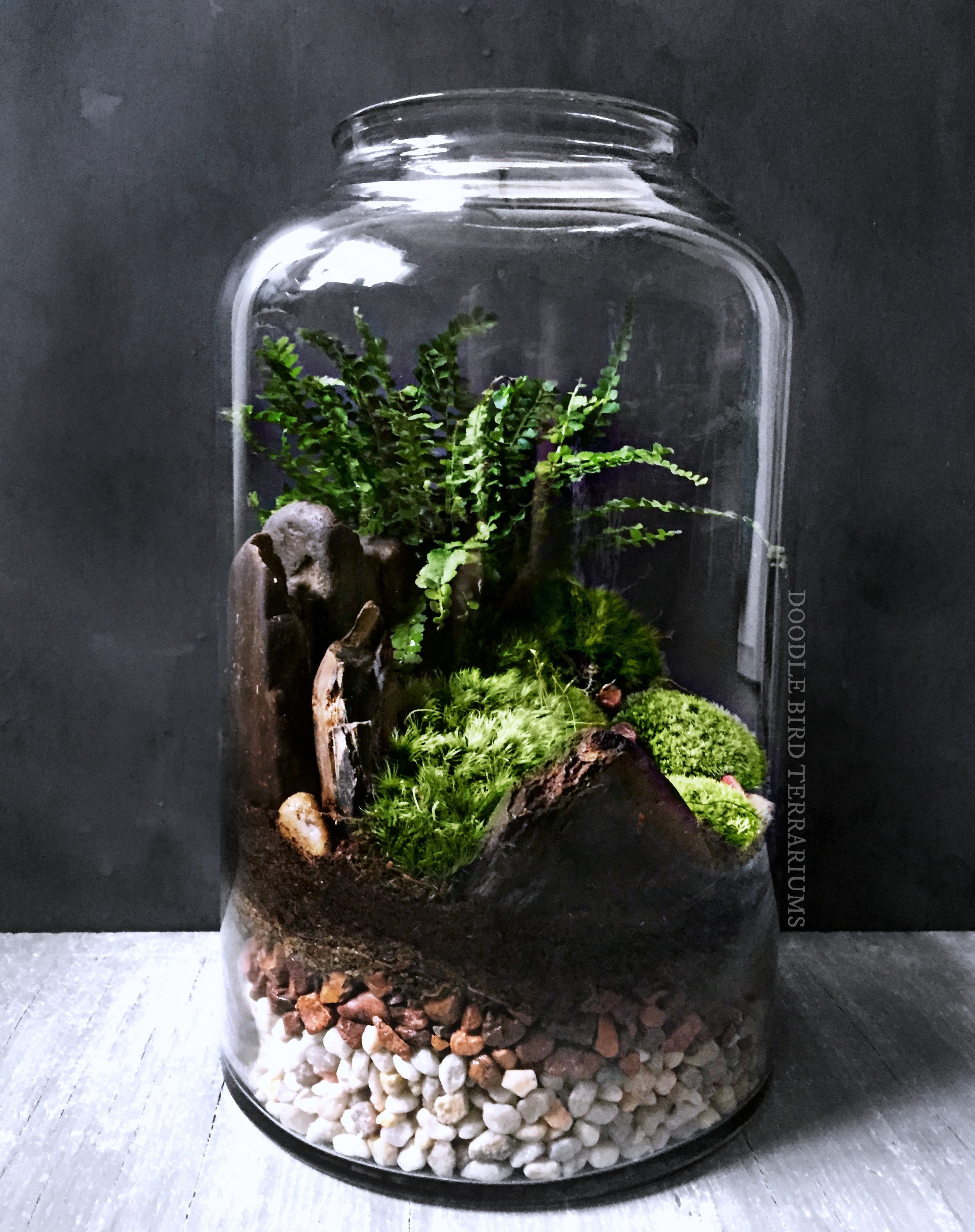 Gallery - Doodle Bird Terrariums