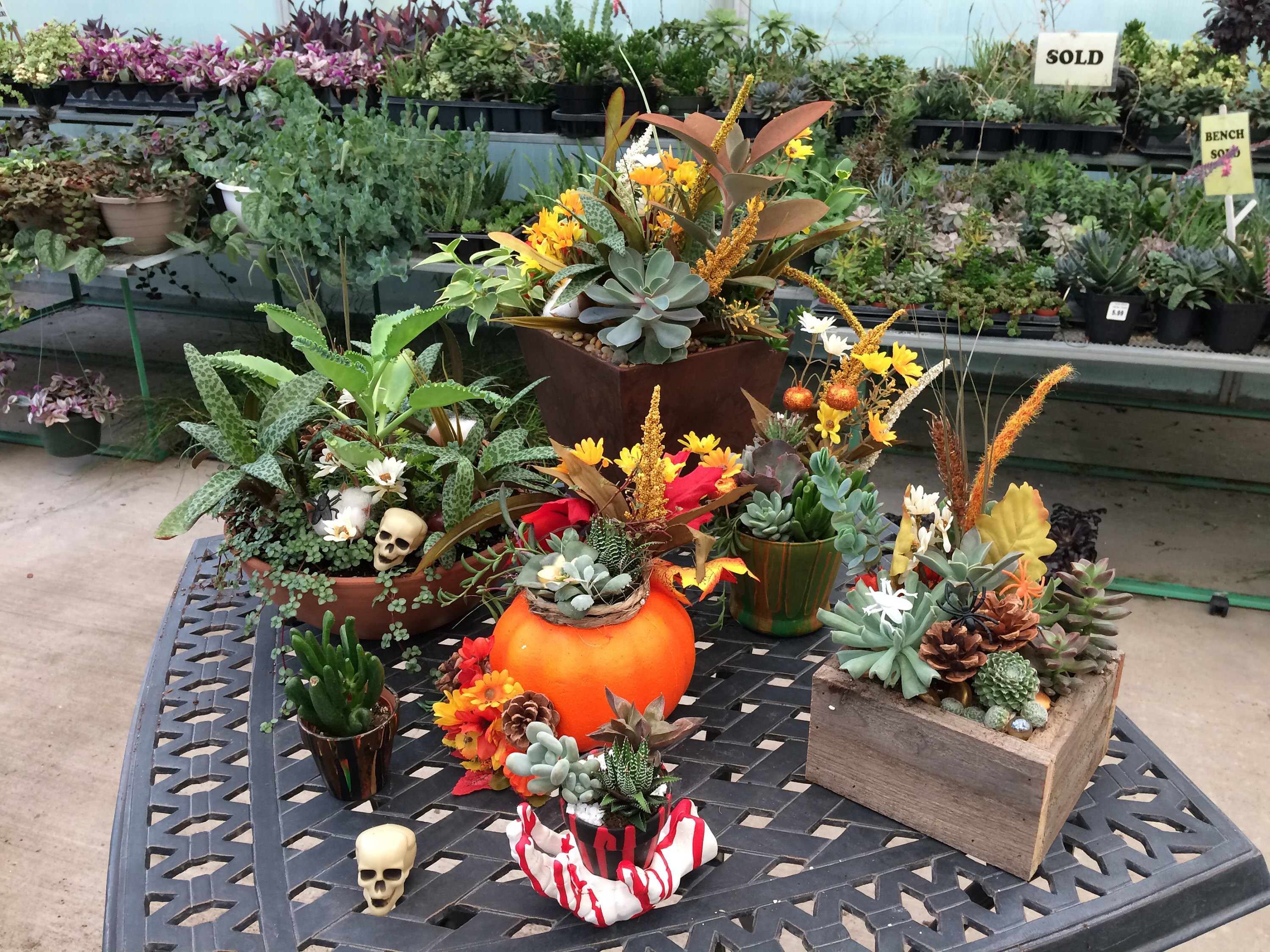 Gallery - Welcome to Premier Succulents!