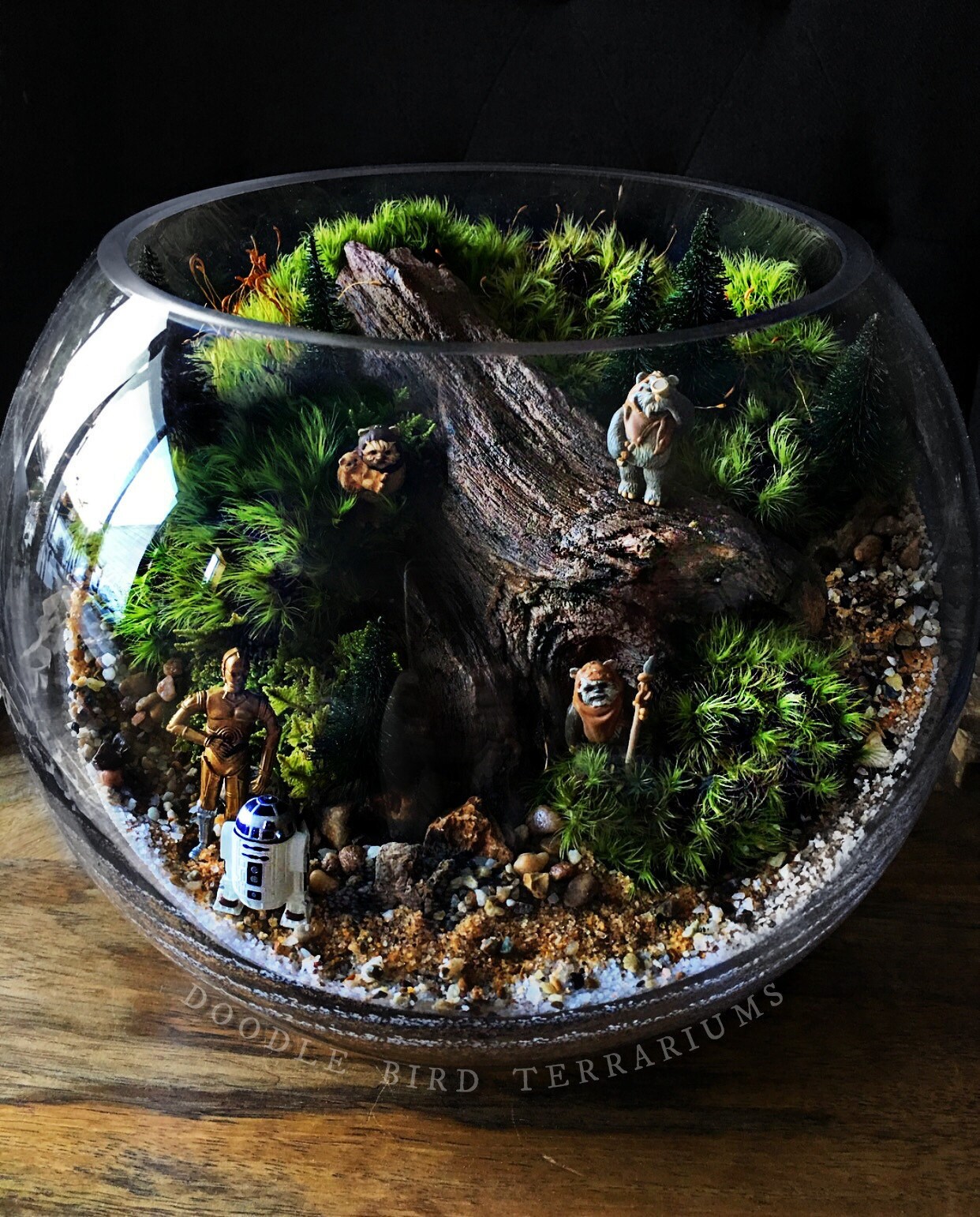 Gallery - Doodle Bird Terrariums