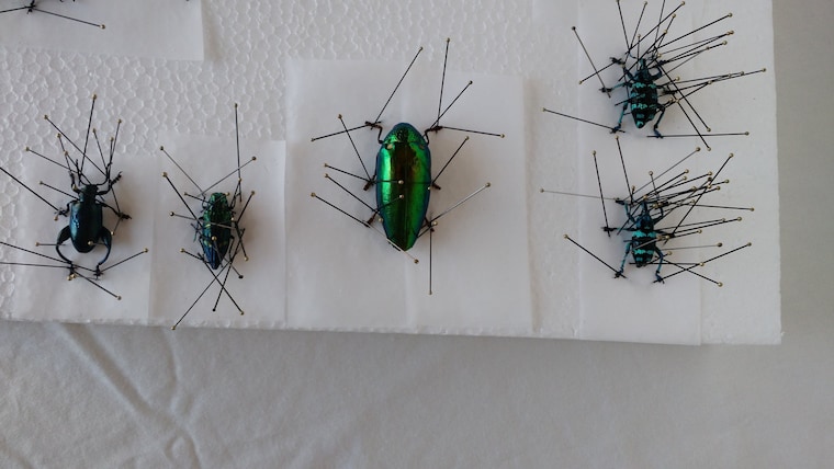 TheArtsyArthropod - Etsy