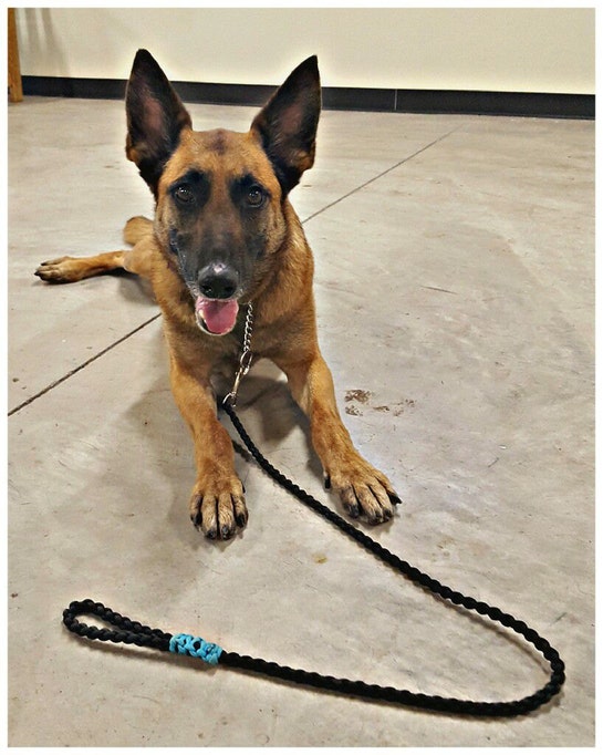 RocDogDesigns - Etsy