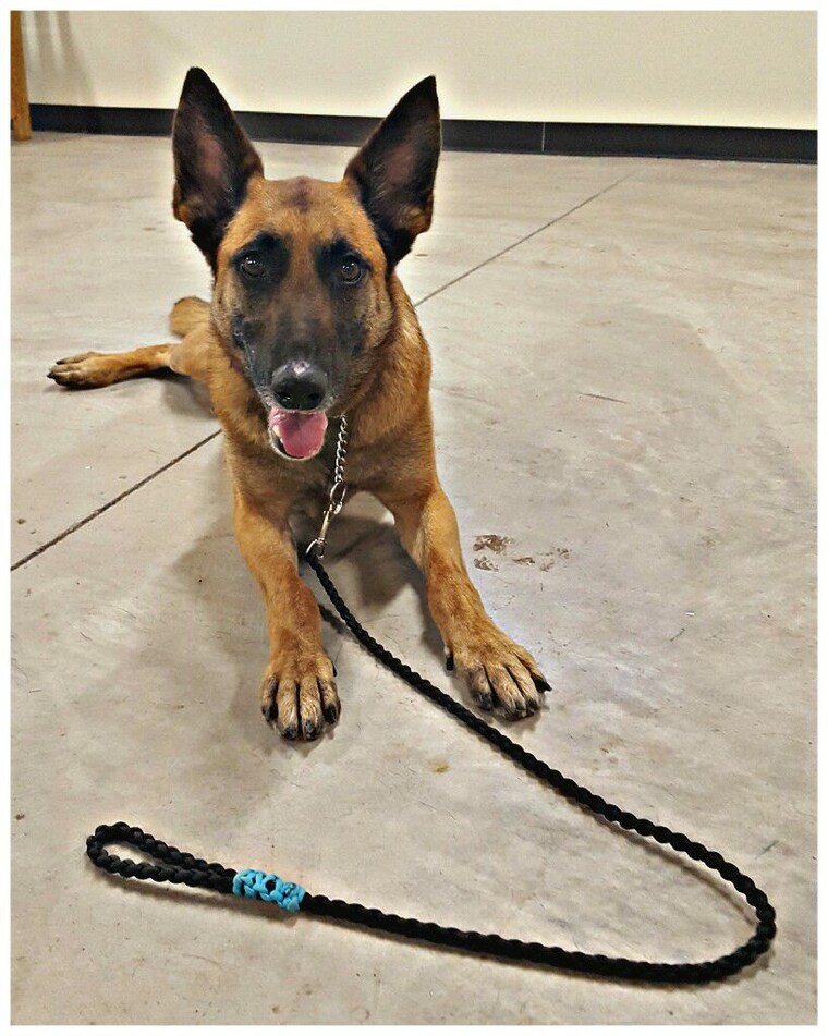 RocDogDesigns - Etsy