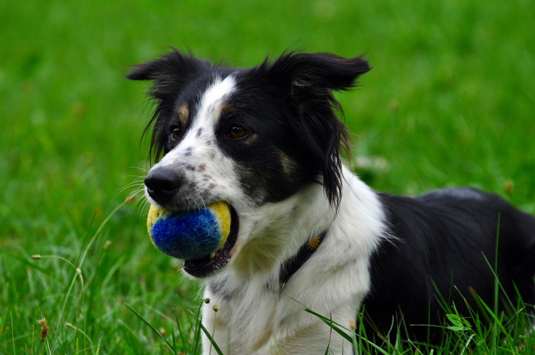 SheepDogTOYS - Etsy