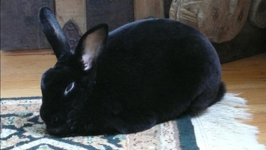 littleblackrabbit - Etsy